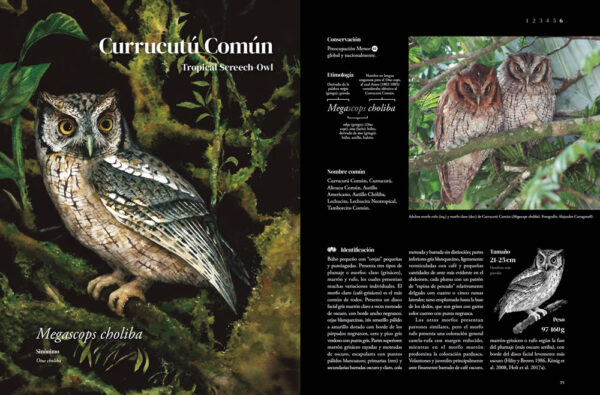 Búhos de Colombia - Colombia Ilustrada