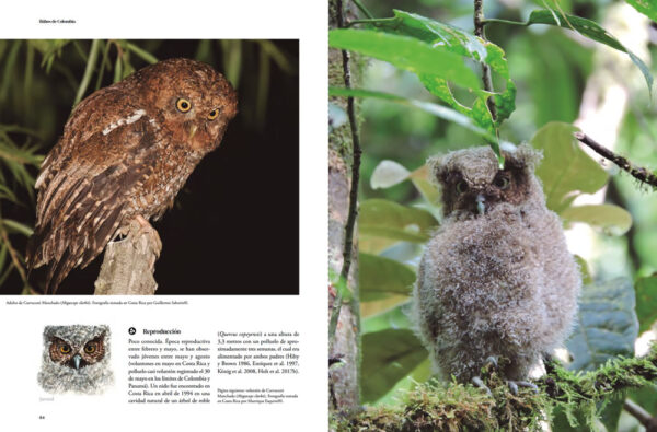 Búhos de Colombia - Colombia Ilustrada