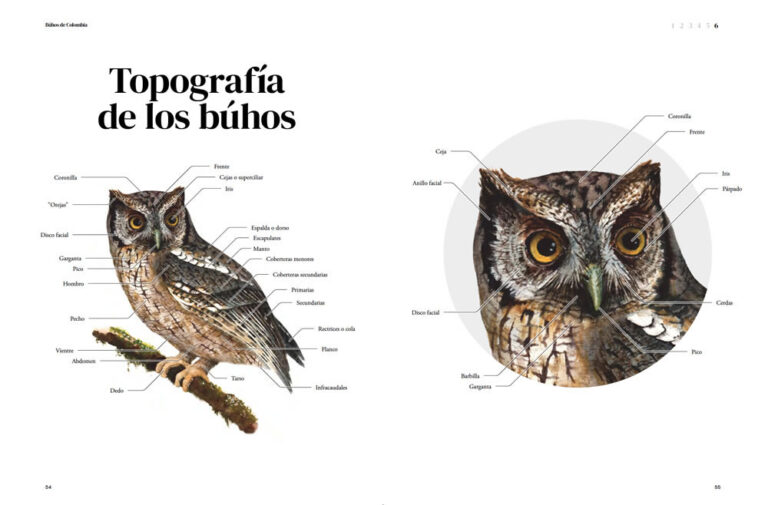 Búhos de Colombia - Colombia Ilustrada